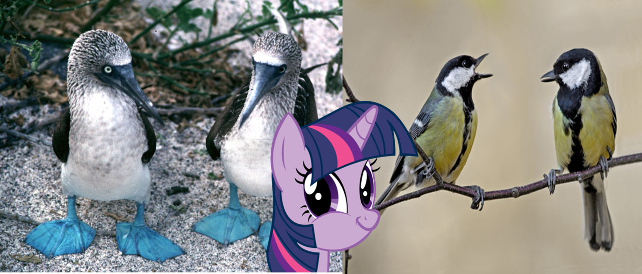 #501713 - suggestive, twilight sparkle, bird, booby, great tit, pony, tit (bird), unicorn, g4 ...