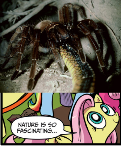 #270879 - grimdark, edit, fluttershy, snake, tarantula, idw ...