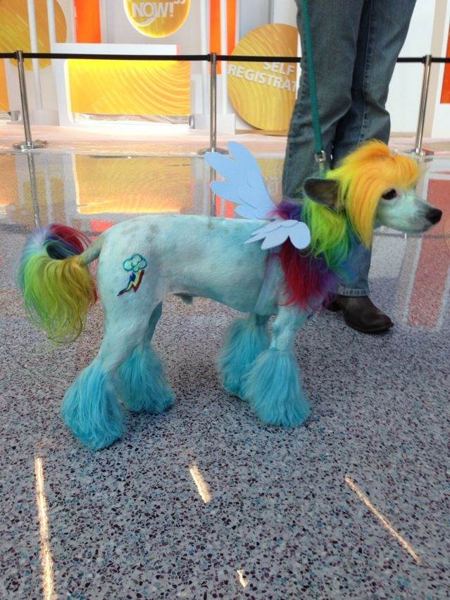 #283141 - safe, rainbow dash, dog, human, g4, cosplay, dark genitals ...