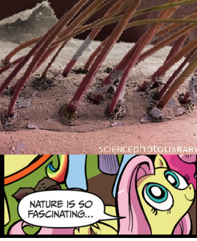 #308637 - safe, edit, fluttershy, pegasus, pony, idw, exploitable meme ...