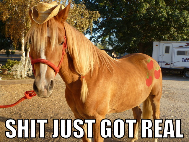 #370957 - safe, applejack, horse, hoers, image macro, live action ...