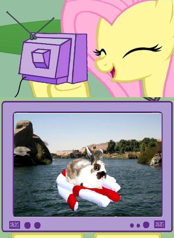 #658913 - safe, fluttershy, rabbit, ashens, exploitable meme, meme ...