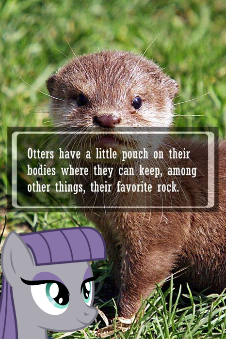 #643950 - safe, maud pie, otter, g4, barely pony related, obligatory ...