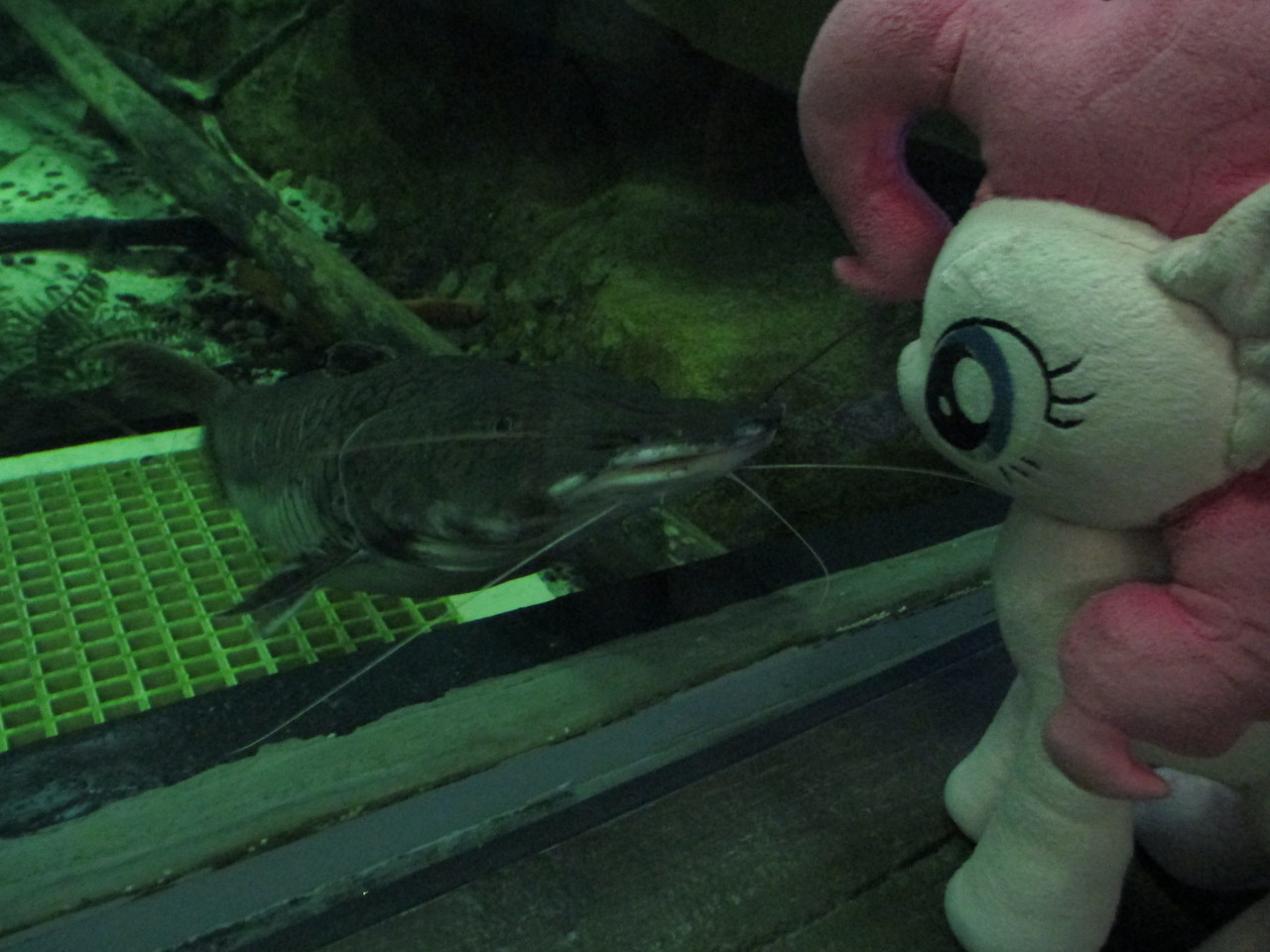 #683926 - safe, artist:template93, pinkie pie, catfish, fish, irl ...