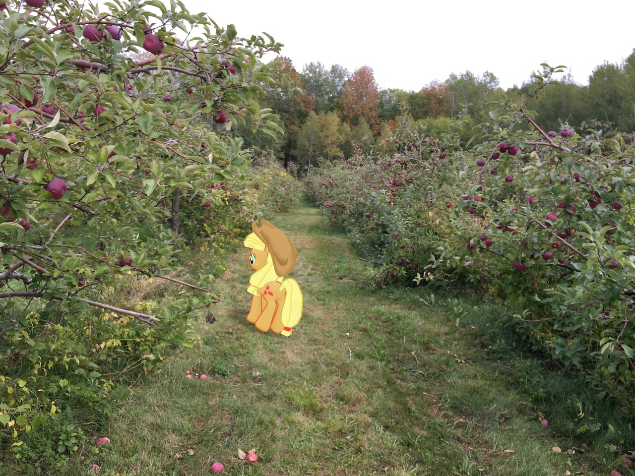 #1570291 - safe, applejack, earth pony, pony, apple orchard, apple tree ...