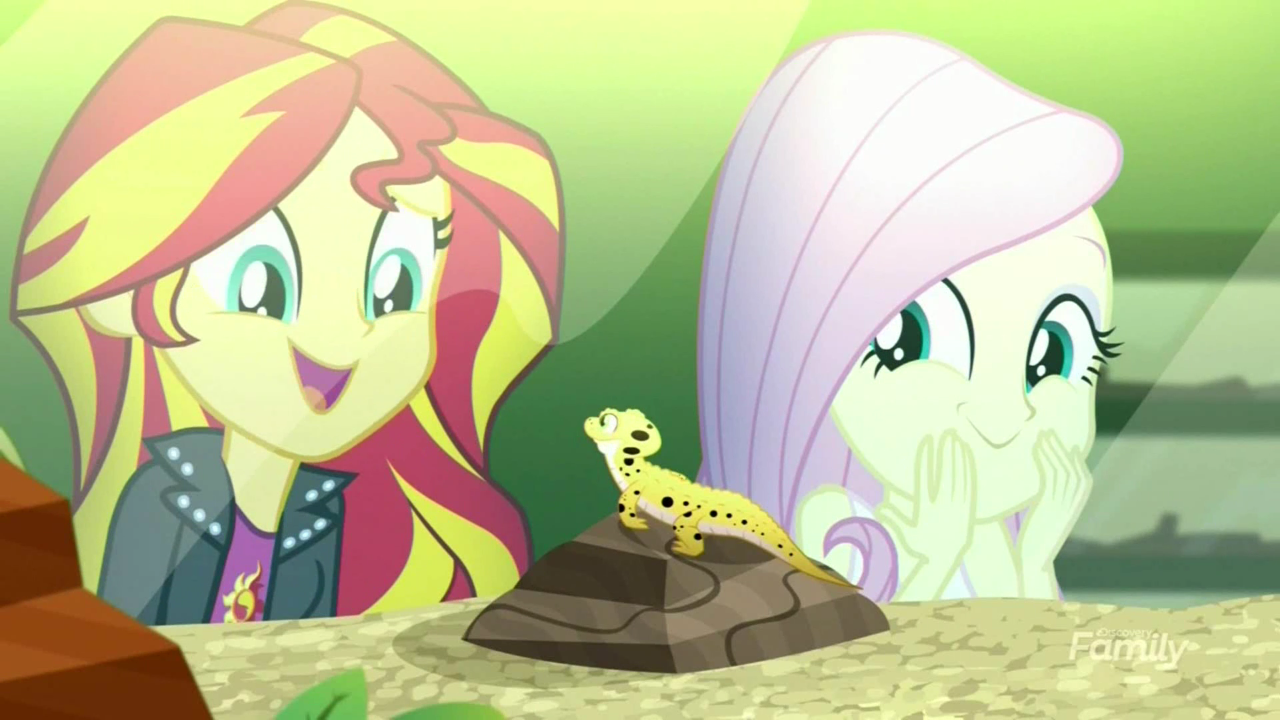 #1514340 - safe, screencap, fluttershy, ray, sunset shimmer, gecko, eqg ...