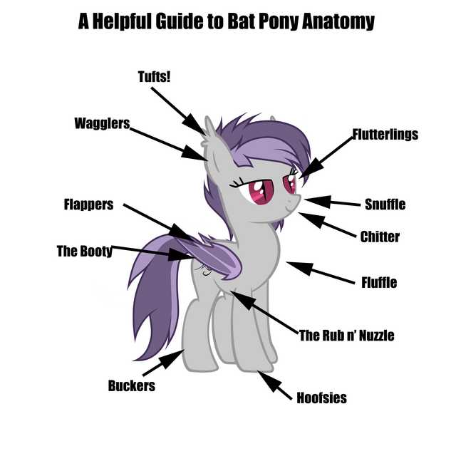 #2015494 - safe, bat pony, pony, anatomy, anatomy guide, simple ...