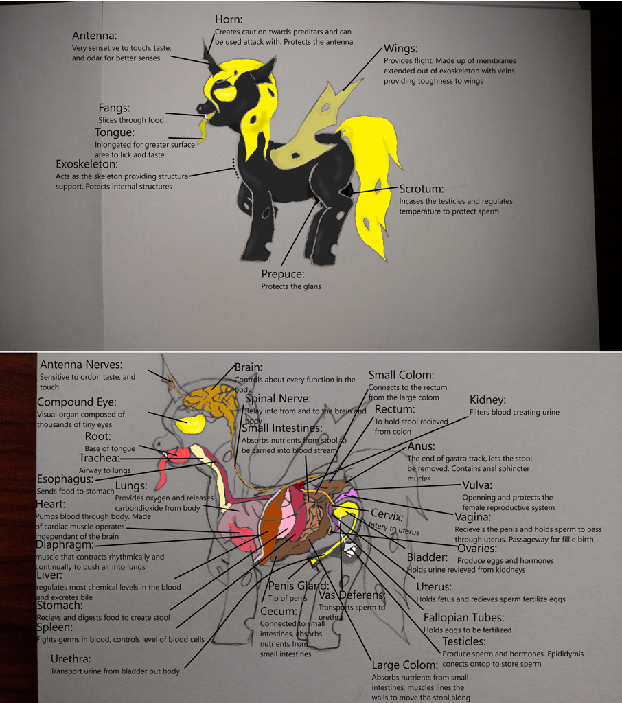 #2713209 - explicit, artist:ponypervert, oc, oc only, changeling, anatomy, bladder, changeling ...