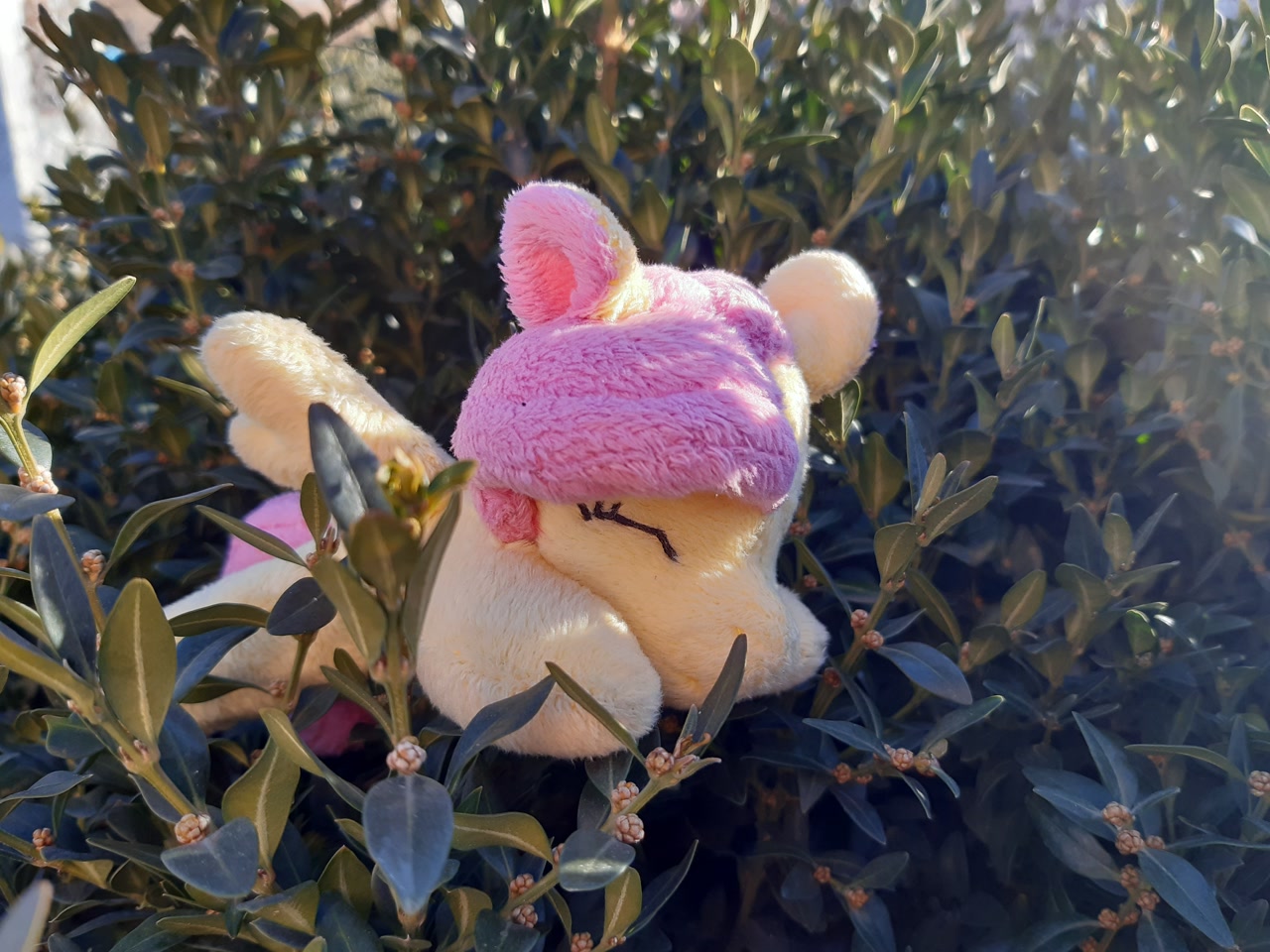 #2672748 - safe, fluttershy, pegasus, pony, bush, cute, daaaaaaaaaaaw ...