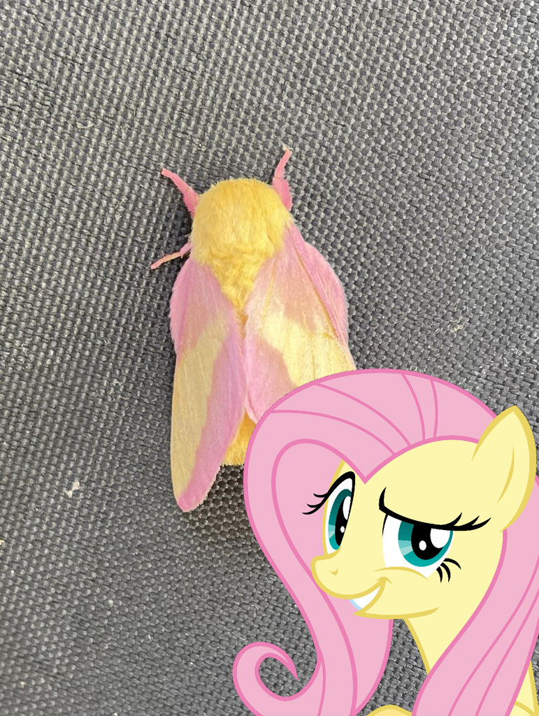 #3177578 - safe, artist:sketchmcreations, fluttershy, insect, moth ...