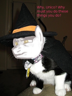 #216892 - safe, oc, oc only, oc:feral socks, cat, ponibooru film night ...