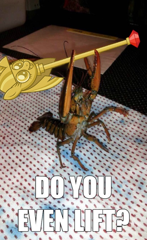 #481534 - safe, lobster, g4, do you even lift, exploitable meme, meme ...