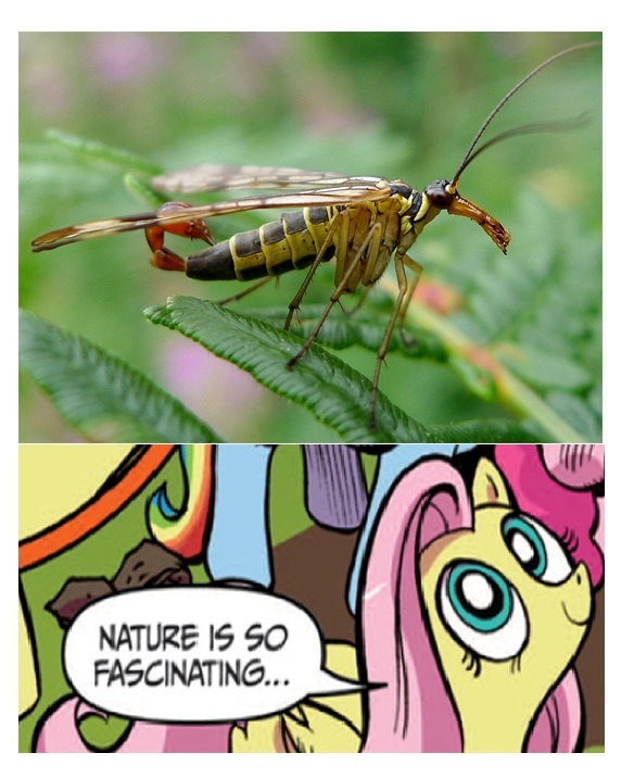 #351511 - safe, edit, idw, fluttershy, insect, pony, friendship is ...