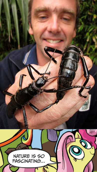 #645519 - safe, edit, fluttershy, human, insect, pony, idw, dryococelus ...