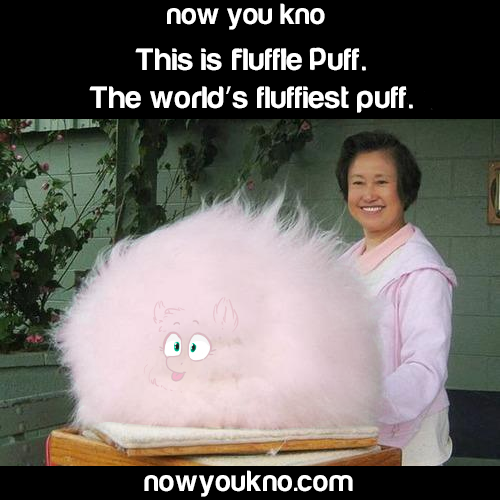 #967465 - safe, edit, oc, oc:fluffle puff, human, fluffy, irl, irl ...
