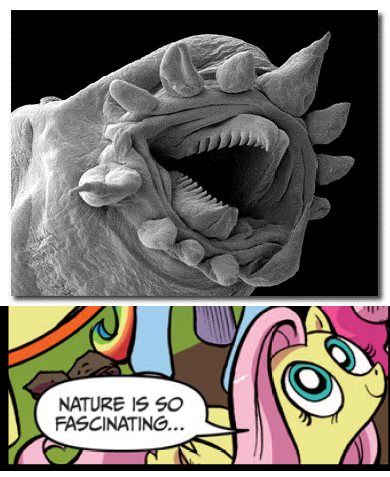 #308689 - semi-grimdark, edit, fluttershy, worm, idw, exploitable meme ...