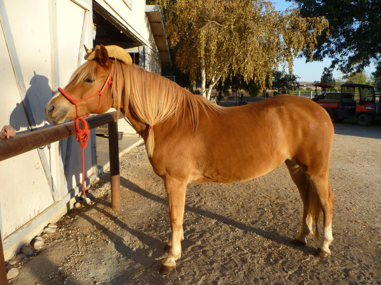 #617329 - safe, applejack, horse, g4, animal, bridle, cosplay, cowboy ...