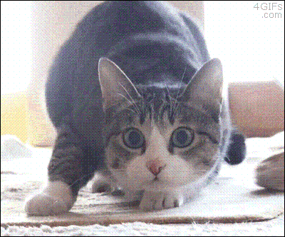 #1076289 - animated, bedroom eyes, behaving like a shaq, butt shake ...