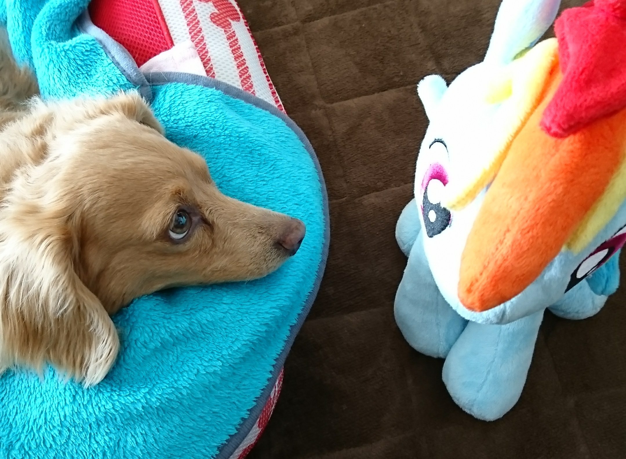 #2254322 - safe, artist:omegapony16, rainbow dash, dog, pegasus, pony ...